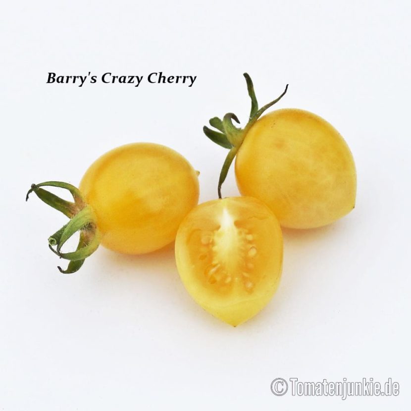 Barry’s Crazy Cherry • Saatgut